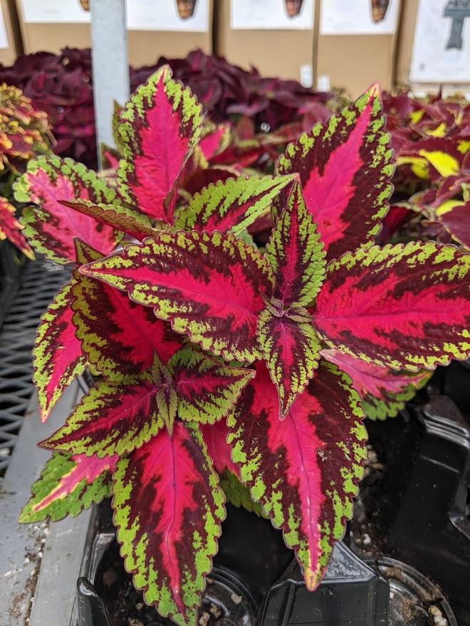 Coleus (Coleus scutellarioides Main Street™ Ruby Road) in the Coleus ...