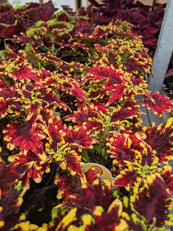 Photo of the entire plant of Coleus (Coleus scutellarioides Stained ...