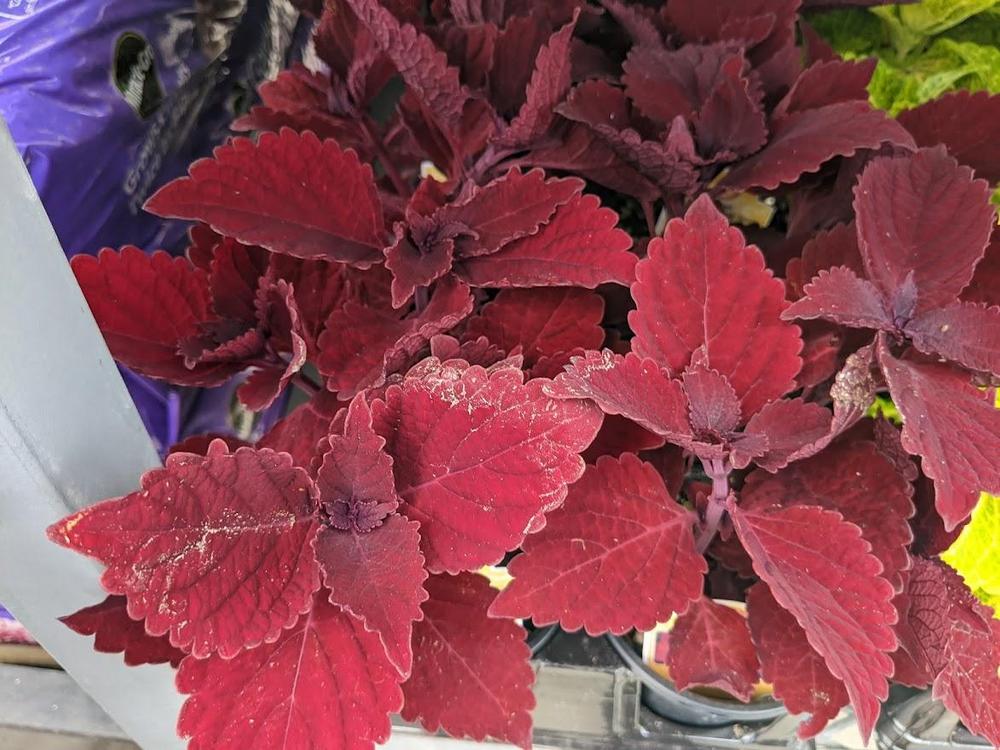 Coleus (Coleus scutellarioides Main Street Beale Street™) in the Coleus ...