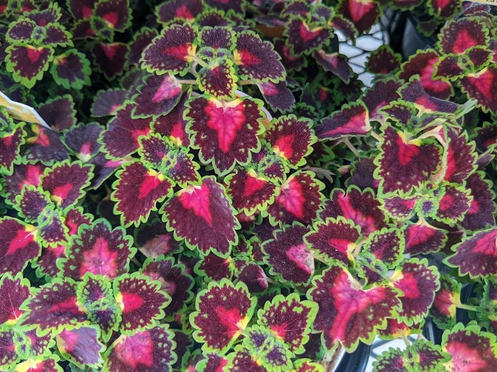 Photo of the bloom of Coleus (Coleus scutellarioides Lava™ Rose) posted ...