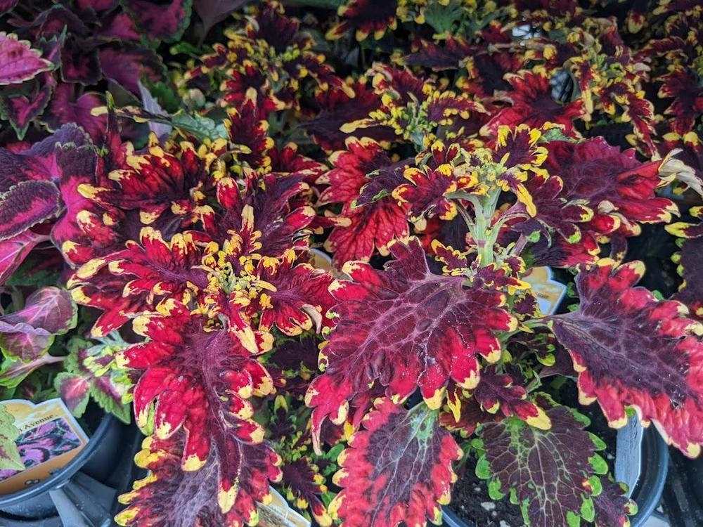 Photo of the leaves of Coleus (Coleus scutellarioides Stained ...