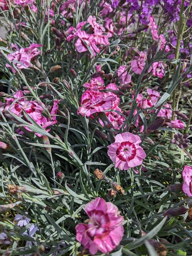Photo of the entire plant of Cheddar Pink (Dianthus Dessert™ Raspberry ...