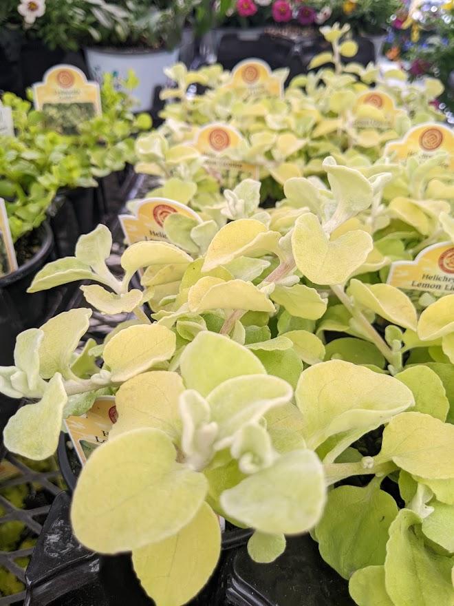 Photo of the leaves of Helichrysum (Helichrysum petiolare 'Lemon ...