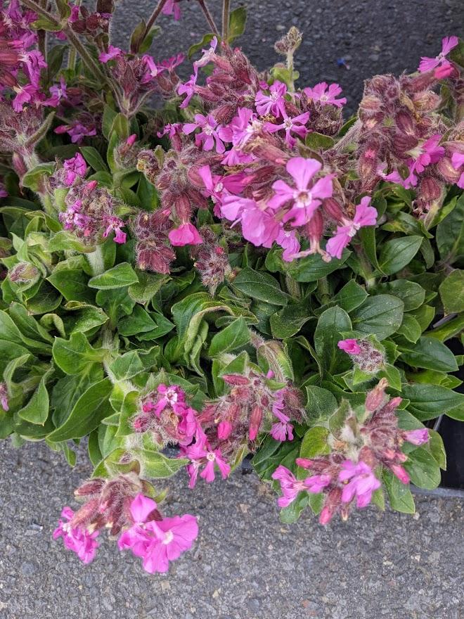 Photo of the entire plant of Catchfly (Silene 'Rolly's Favorite ...