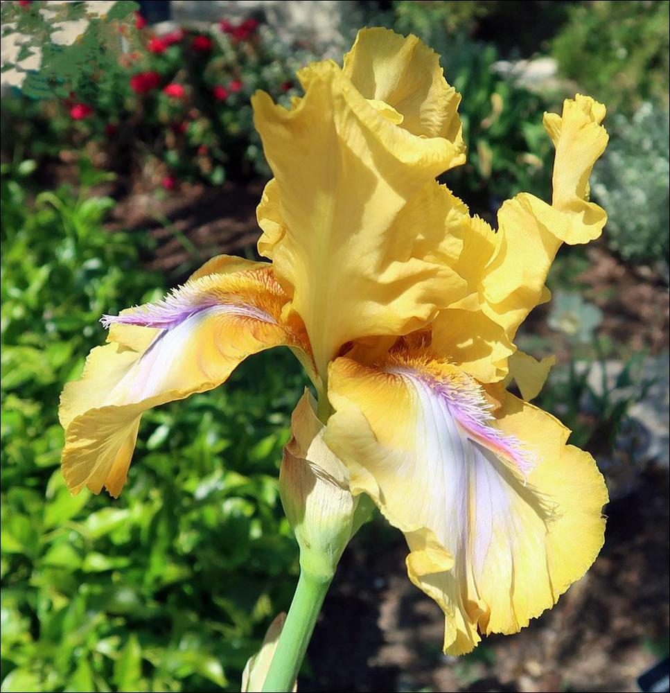 Photo of the bloom of Tall Bearded Iris (Iris 'Triple Whammy') posted ...