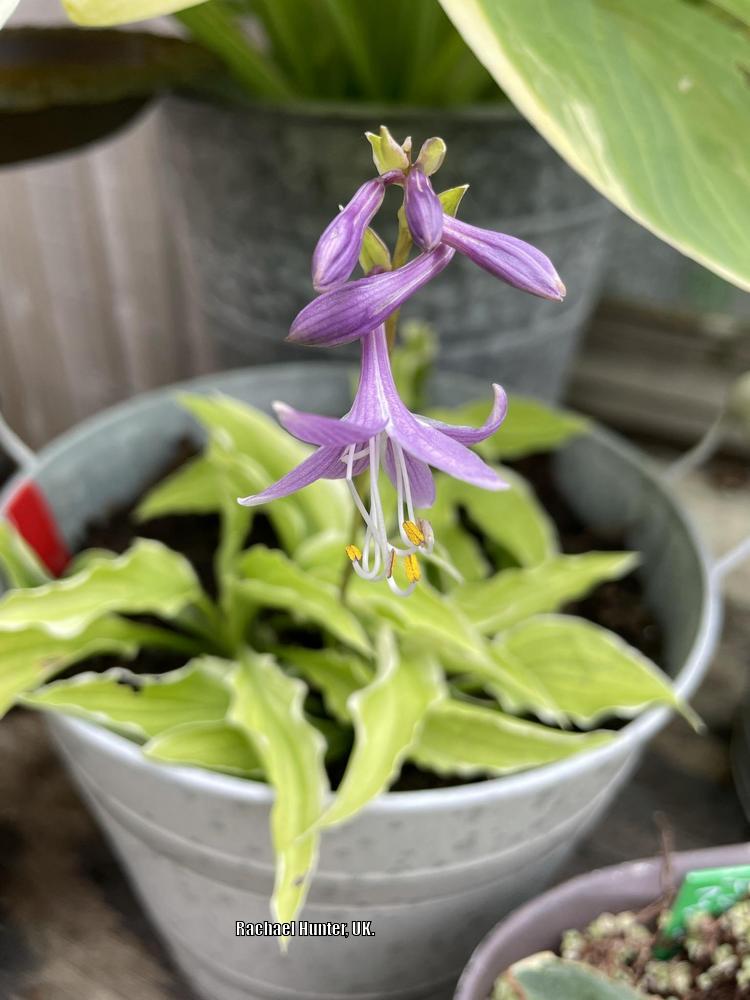 Hosta 'Iced Lemon' in the Hostas Database - Garden.org