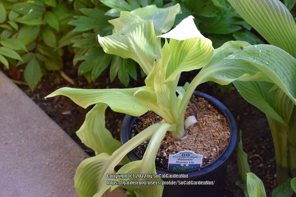 Photo of the entire plant of Hosta 'Atlantis' posted by SoCalGardenNut ...