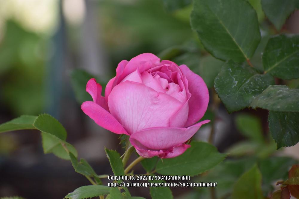 Photo of the bloom of Rose (Rosa 'La Reine') posted by SoCalGardenNut ...