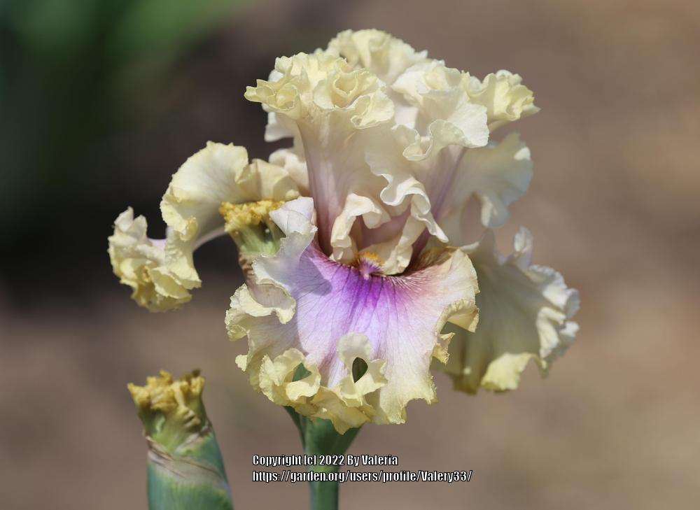 Tall Bearded Iris (Iris 'Space Signal') in the Irises Database - Garden.org