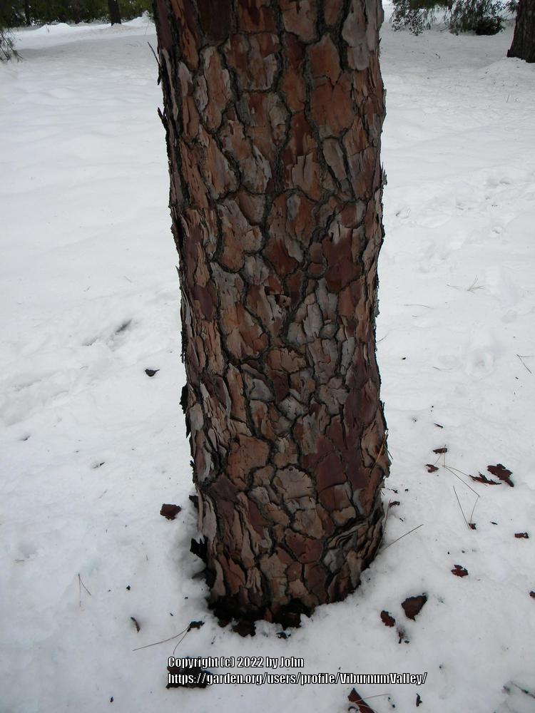 Photo of the stem, scape, stalk or bark of Maritime Pine (Pinus ...
