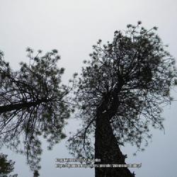 Photo of the documentation of Durango Pine (Pinus durangensis) posted ...