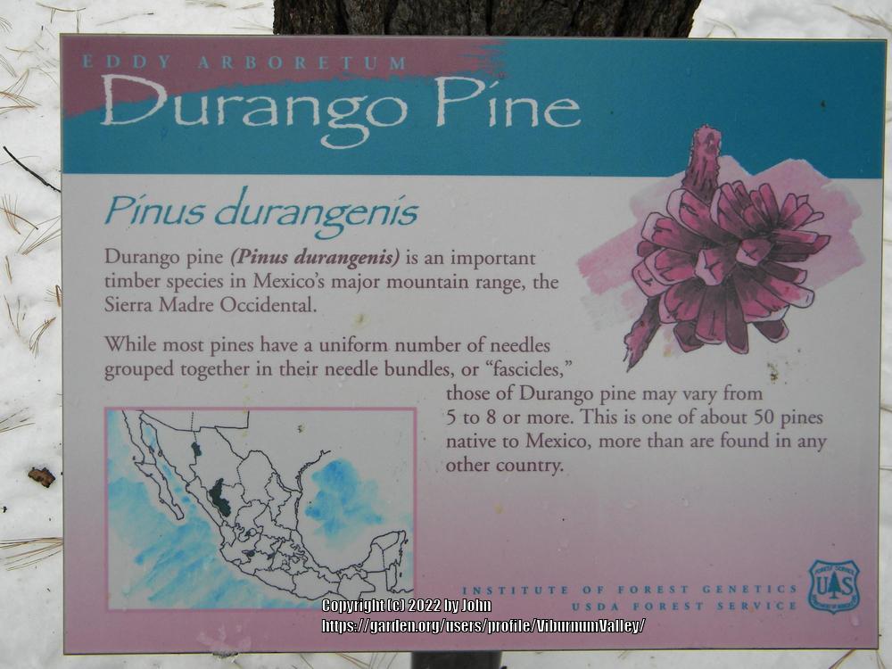 Photo of the documentation of Durango Pine (Pinus durangensis) posted ...