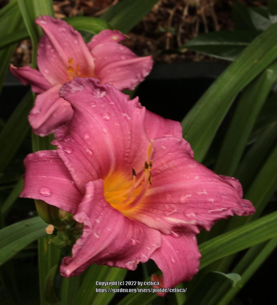 Daylily (Hemerocallis 'Summer Wine') in the Daylilies Database - Garden.org