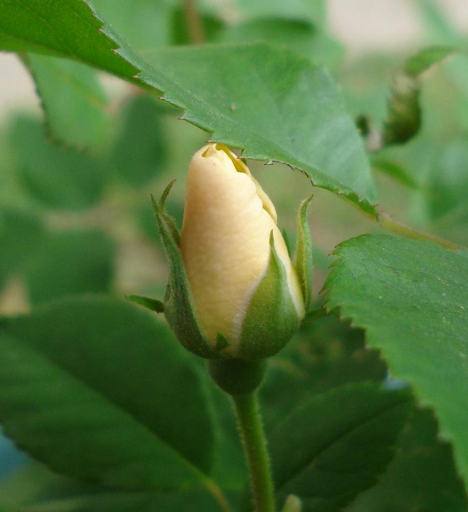 Photo of the closeup of buds, sepals and receptacles of Rose (Rosa 'Kew Gardens') posted by ...