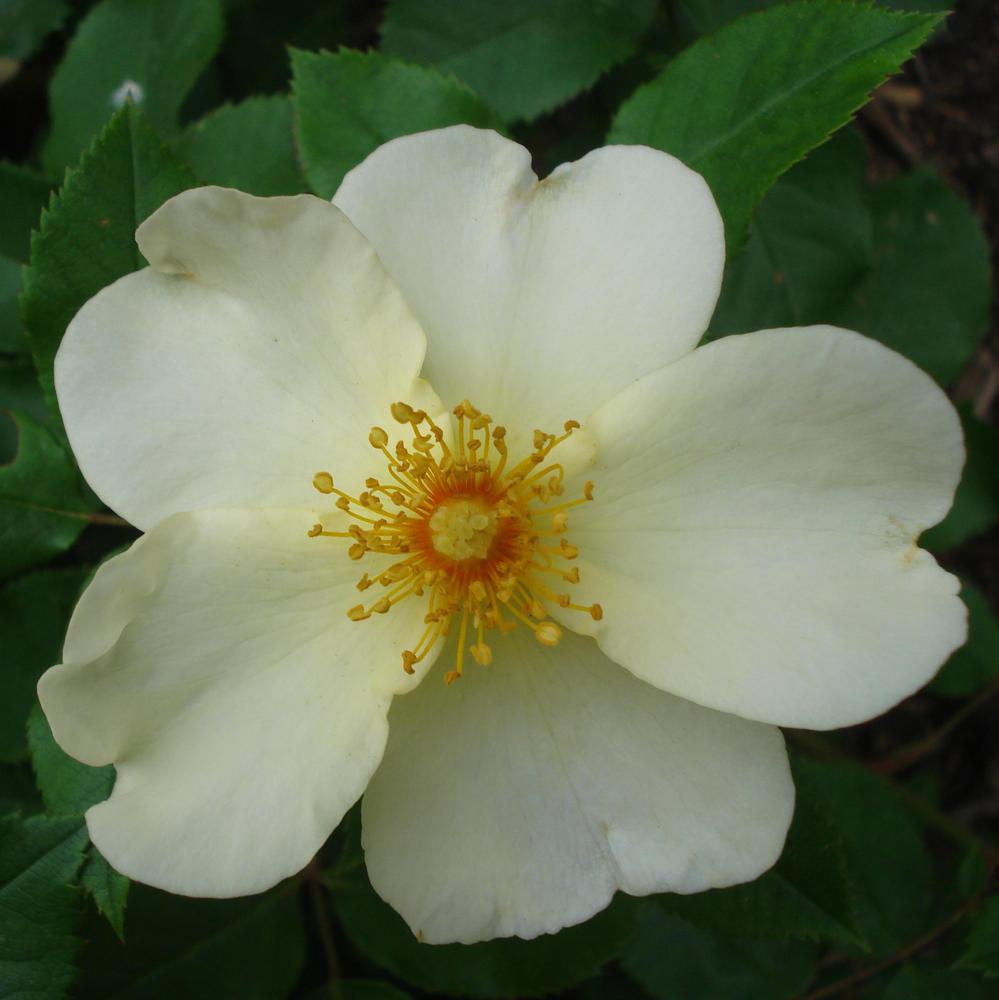 Photo of the bloom of Rose (Rosa 'Kew Gardens') posted by lovemyhouse ...