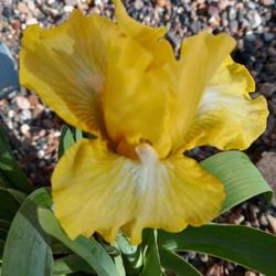 Standard Dwarf Bearded Iris (Iris 'Lemon Pop Drop') in the Irises ...