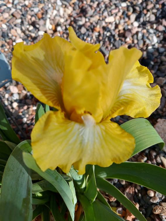 Photo of the bloom of Standard Dwarf Bearded Iris (Iris 'Lemon Pop Drop ...