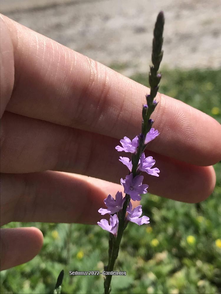 Photo of the bloom of Texas Vervain (Verbena halei) posted by sedumzz ...