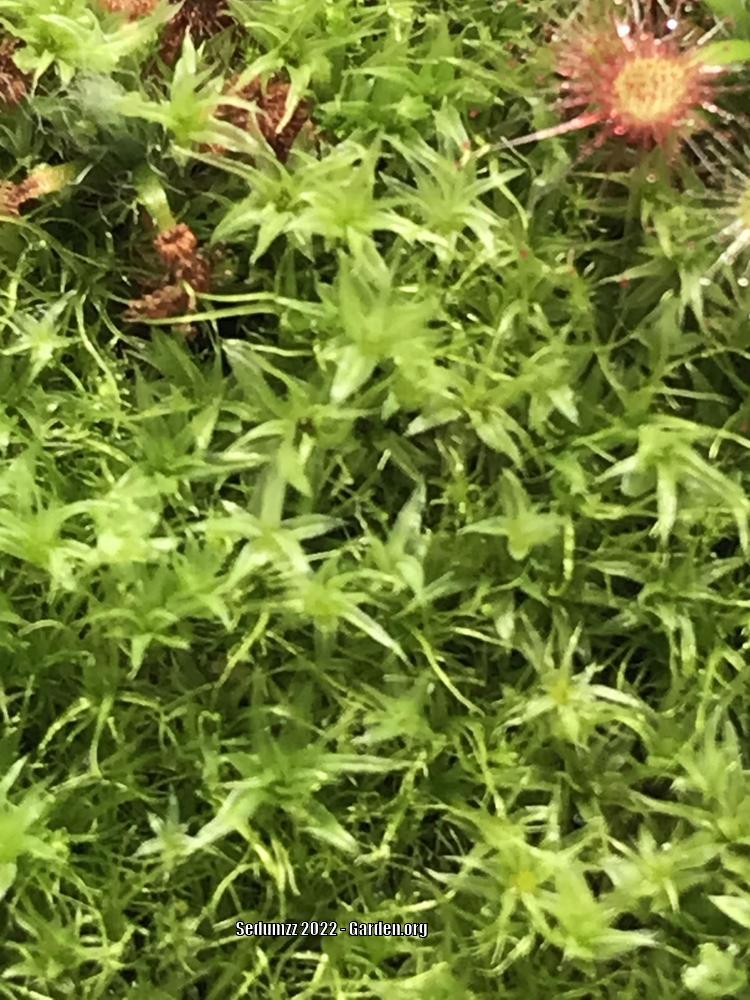 Photo of the entire plant of Fire Moss (Ceratodon purpureus) posted by ...