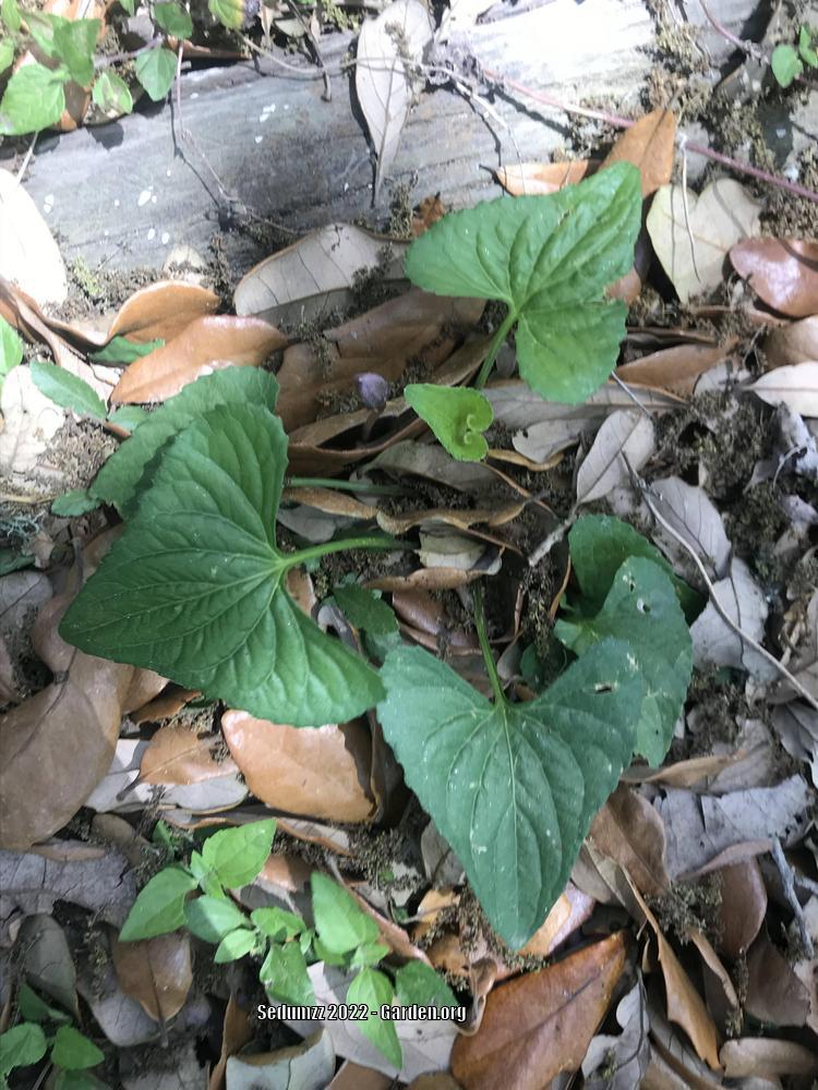 Photo of the entire plant of Missouri Violet (Viola missouriensis ...