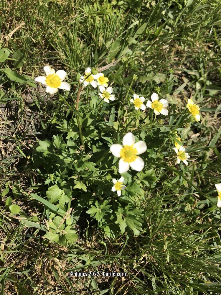 Photo of the entire plant of Hairy Buttercup (Ranunculus sardous ...