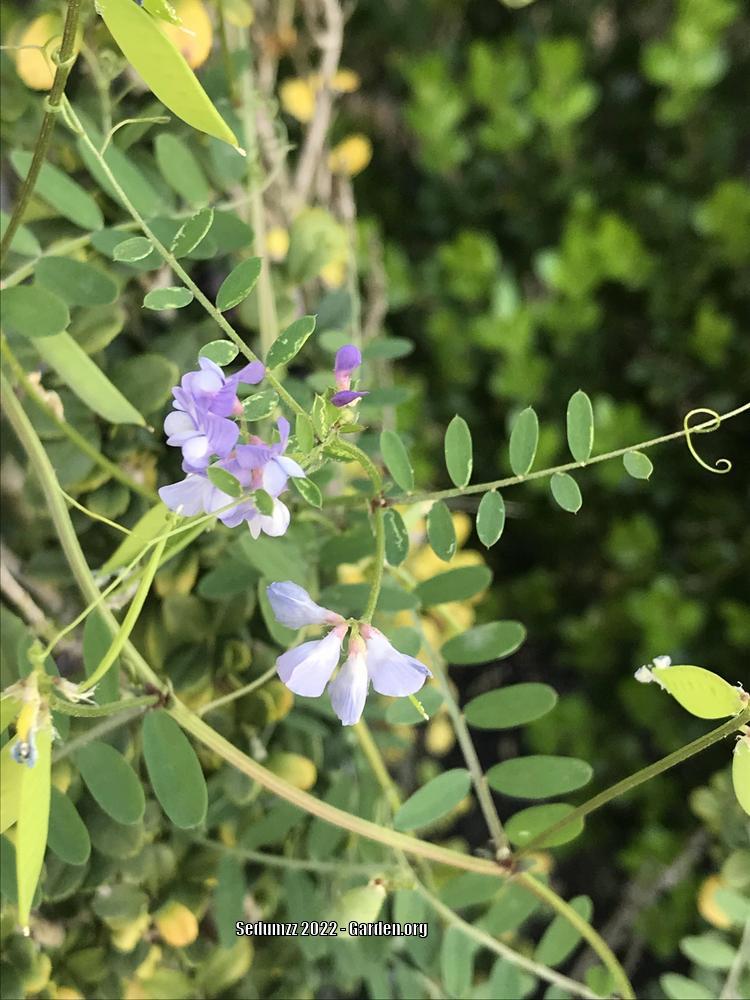 Photo of the entire plant of Deer Pea Vetch (Vicia ludoviciana) posted ...
