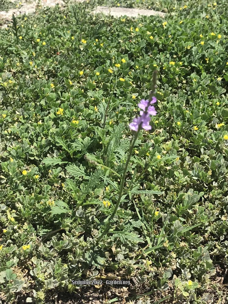 Photo of the entire plant of Texas Vervain (Verbena halei) posted by ...
