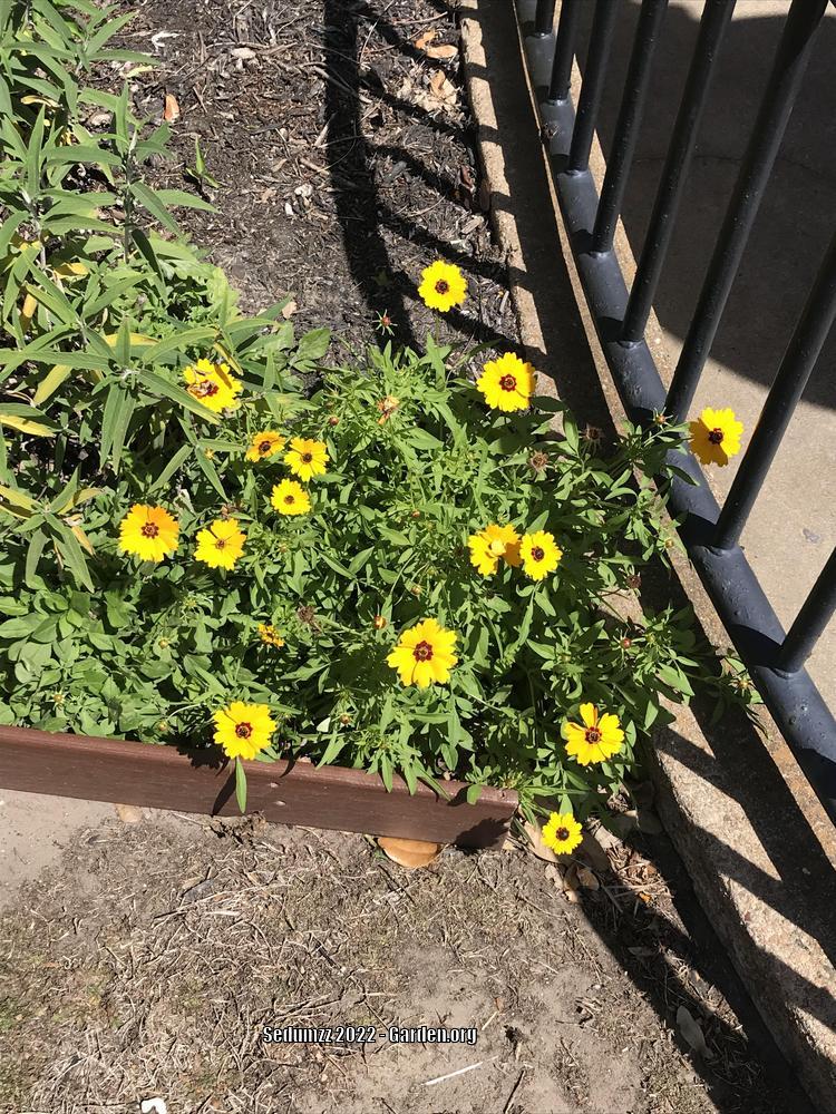 Photo of the entire plant of Golden-Wave (Coreopsis basalis) posted by ...