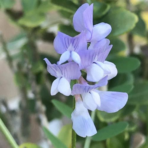 Deer Pea Vetch (Vicia ludoviciana) - Garden.org