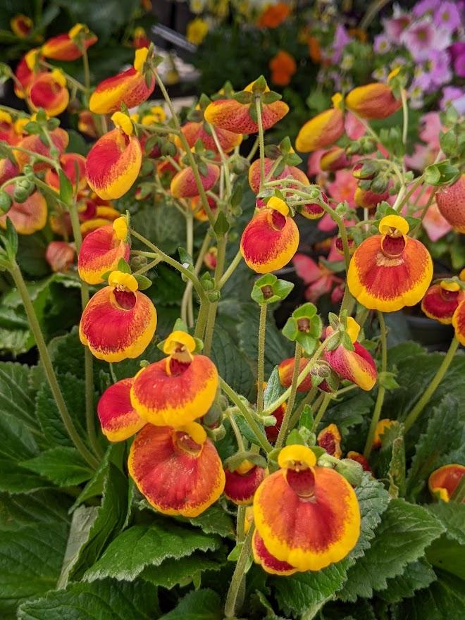 Photo of the bloom of Pocketbook Plant (Calceolaria x herbeohybrida ...