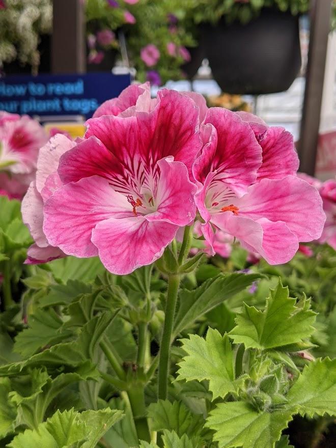 Photo of the bloom of Regal Geranium (Pelargonium x domesticum) posted ...