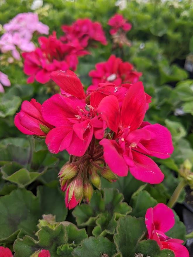 Zonal Geranium (Pelargonium x hortorum Fantasia® Cranberry Sizzle) in ...