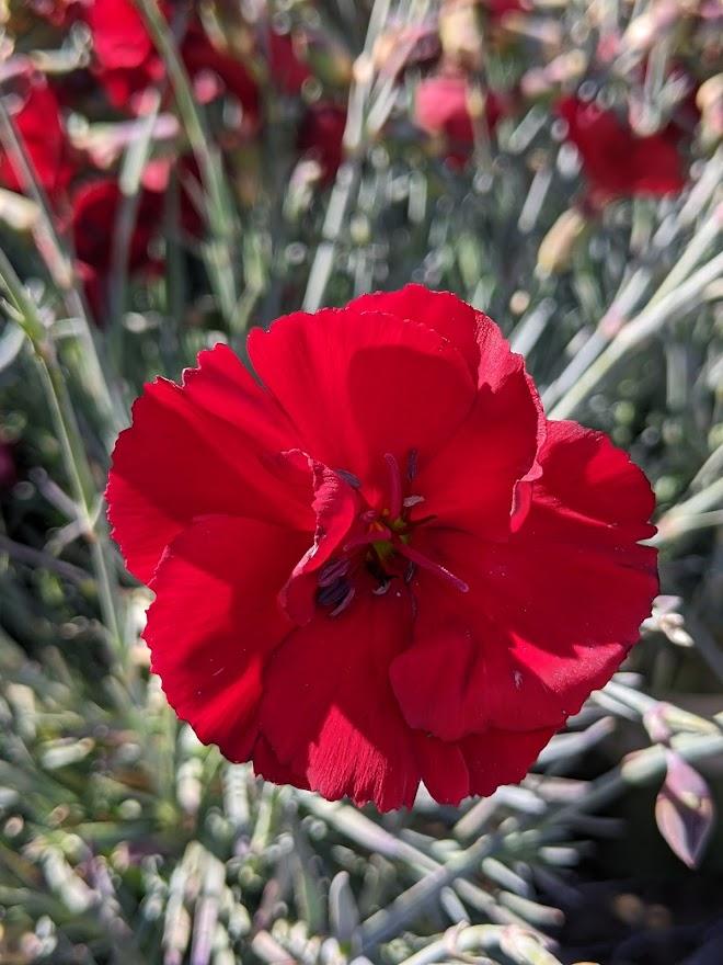 Photo of the bloom of Pink (Dianthus American Pie™ Cherry Pie) posted ...