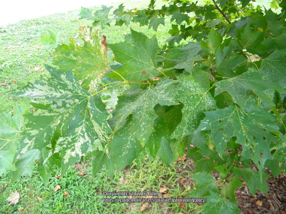 Photo of the leaves of London Planetree (Platanus x hybrida 'Suttneri ...