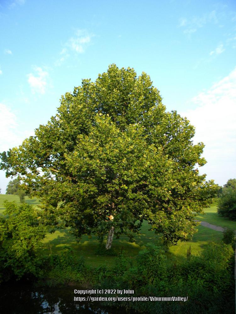 Photo of the entire plant of London Planetree (Platanus x hybrida ...