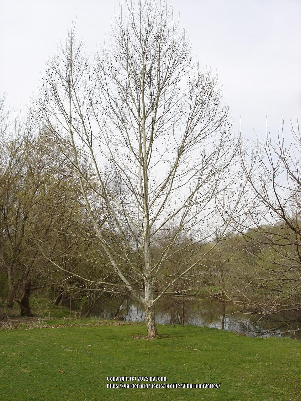 Photo of the winter interest of London Planetree (Platanus x hybrida ...