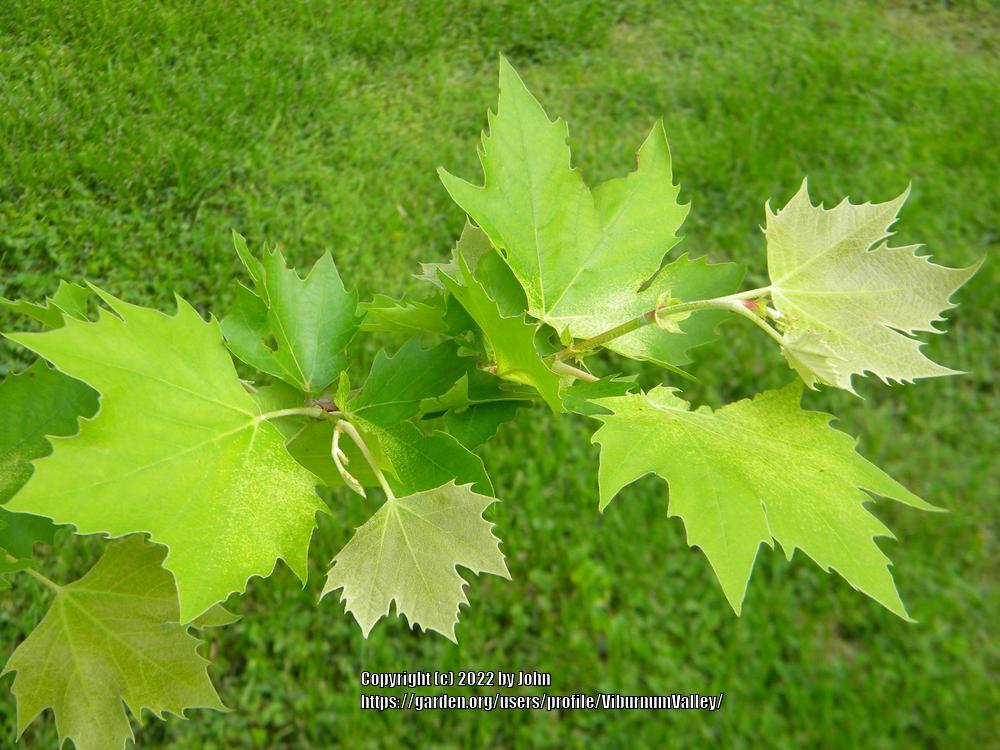 Photo of the emerging growth of London Planetree (Platanus x hybrida ...