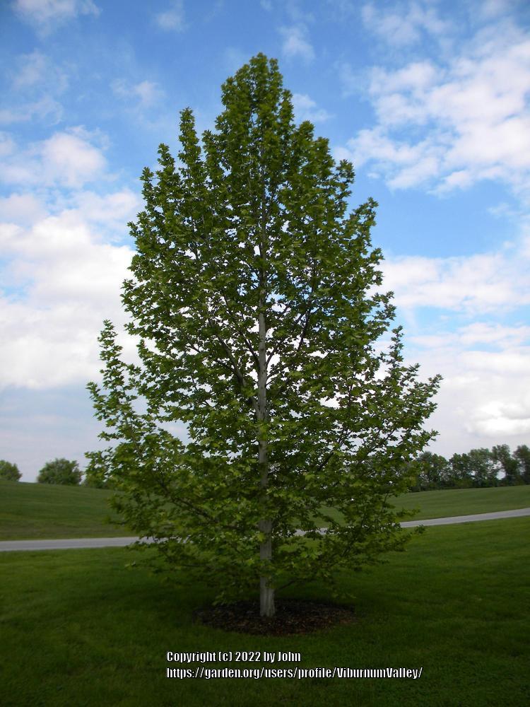 Photo of the entire plant of London Planetree (Platanus x hybrida ...