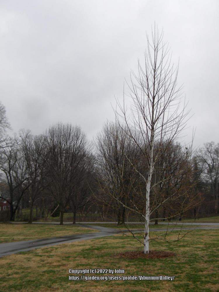 Photo of the winter interest of London Planetree (Platanus x hybrida ...