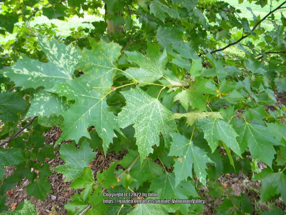 Photo of the leaves of London Planetree (Platanus x hybrida 'Suttneri ...