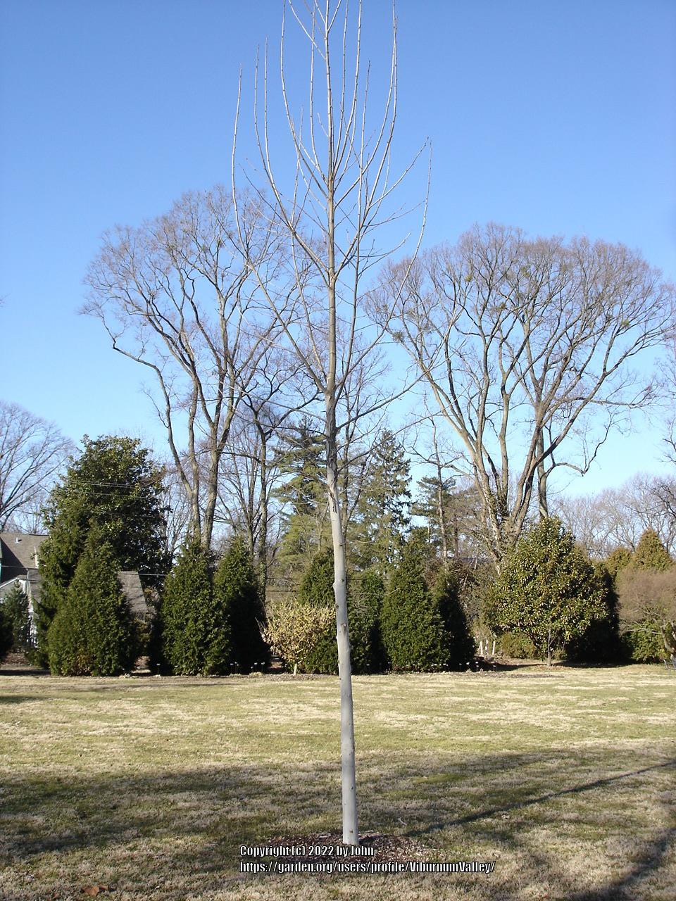 Photo of the winter interest of London Planetree (Platanus x hybrida ...