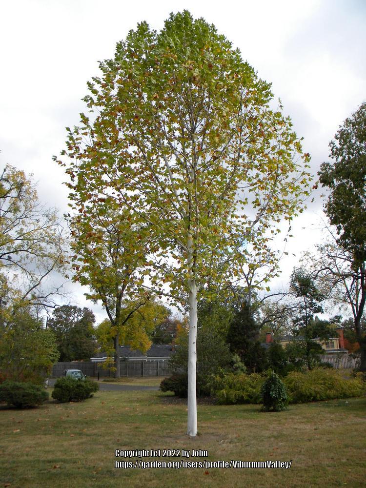 Photo of the entire plant of London Planetree (Platanus x hybrida ...