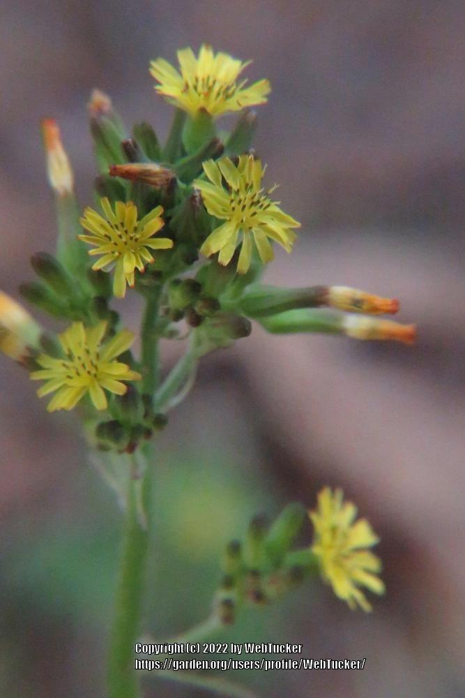 Photo of the bloom of Asiatic False Hawksbeard (Youngia japonica ...