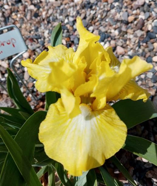 Photo of the bloom of Standard Dwarf Bearded Iris (Iris 'Lemon Pop Drop') posted by scary1785 ...