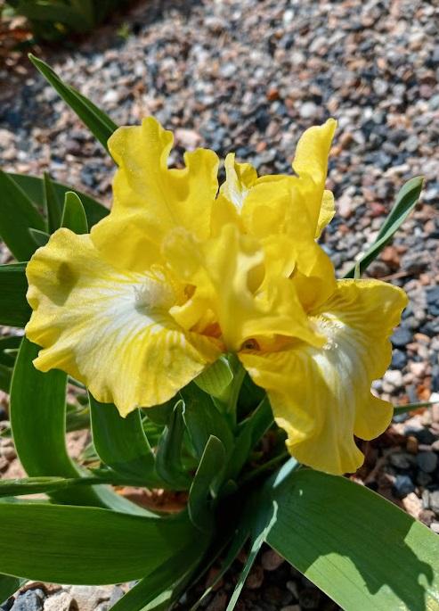 Standard Dwarf Bearded Iris (Iris 'Lemon Pop Drop') in the Irises ...