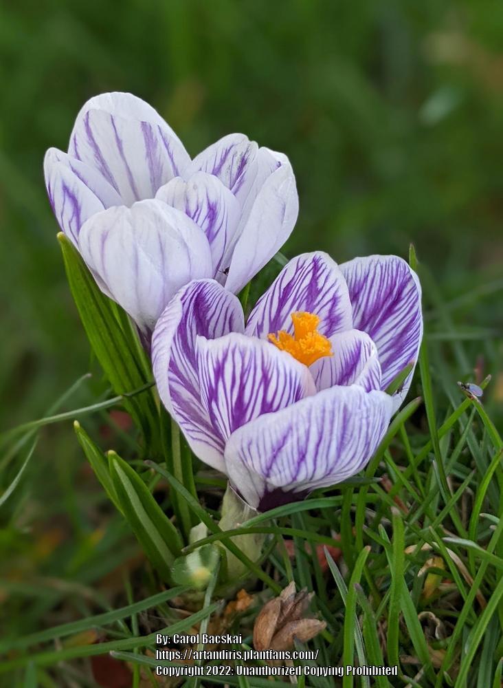Photo of the bloom of Spring Crocus (Crocus vernus 'Pickwick') posted ...