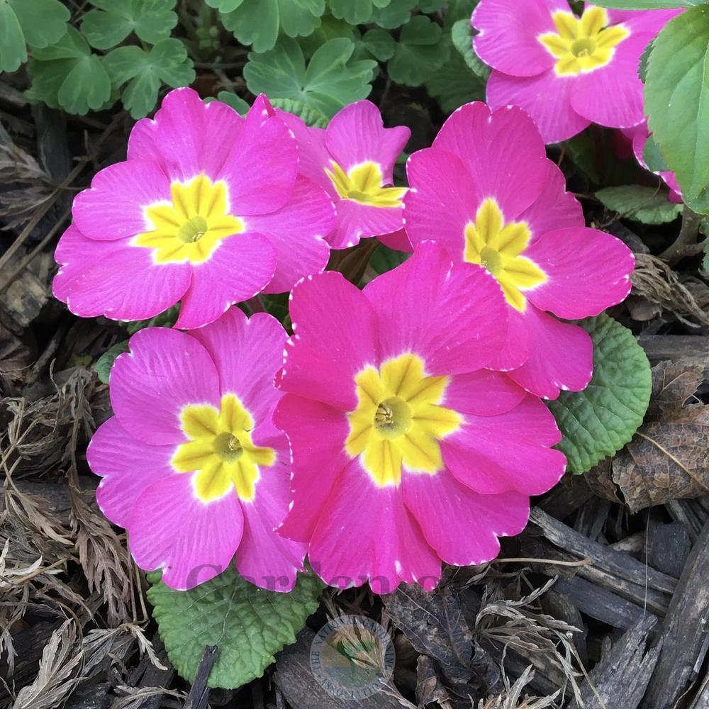 Photo of the bloom of English Primrose (Primula vulgaris subsp ...