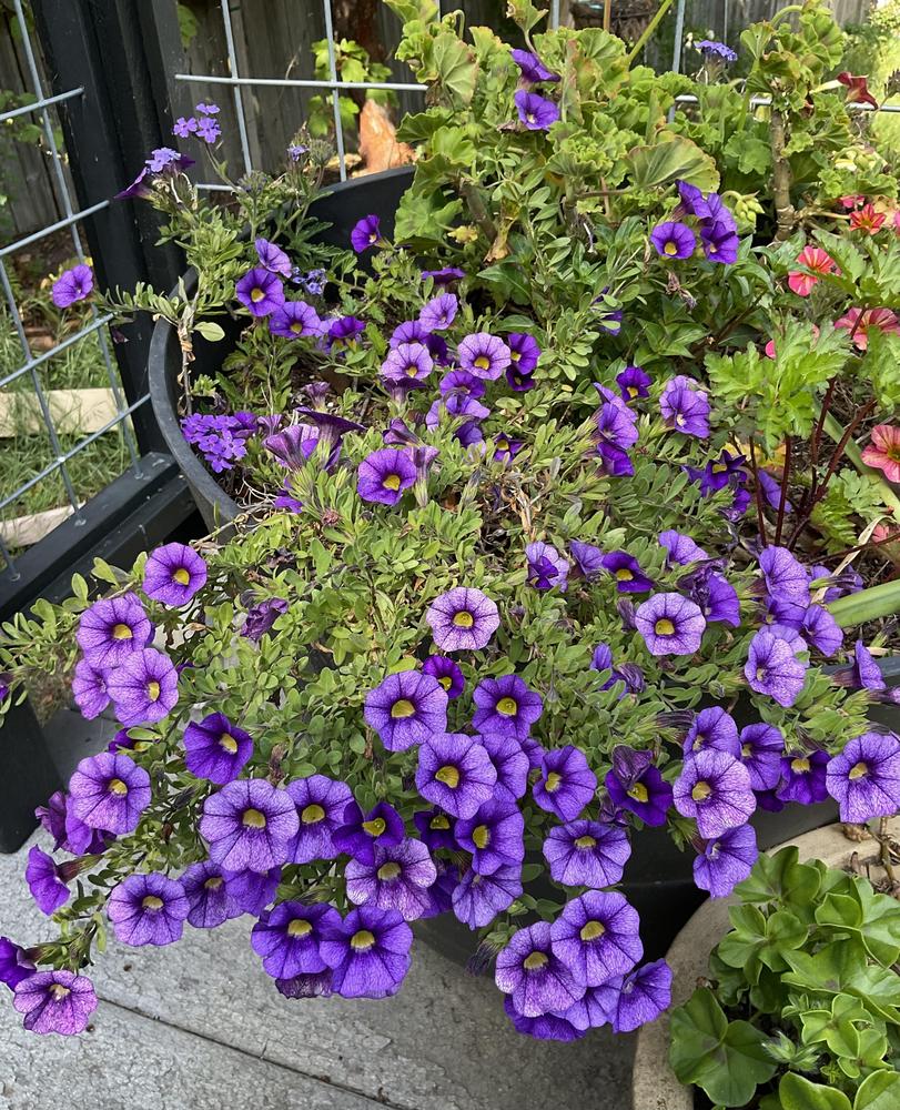 Million Bells (Calibrachoa Million Bells® Trailing Blue) in the ...
