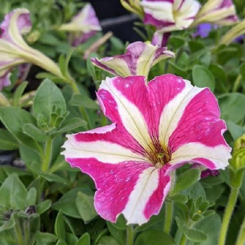 Floribunda Petunia (Petunia Madness® Rose Star) in the Petunias ...