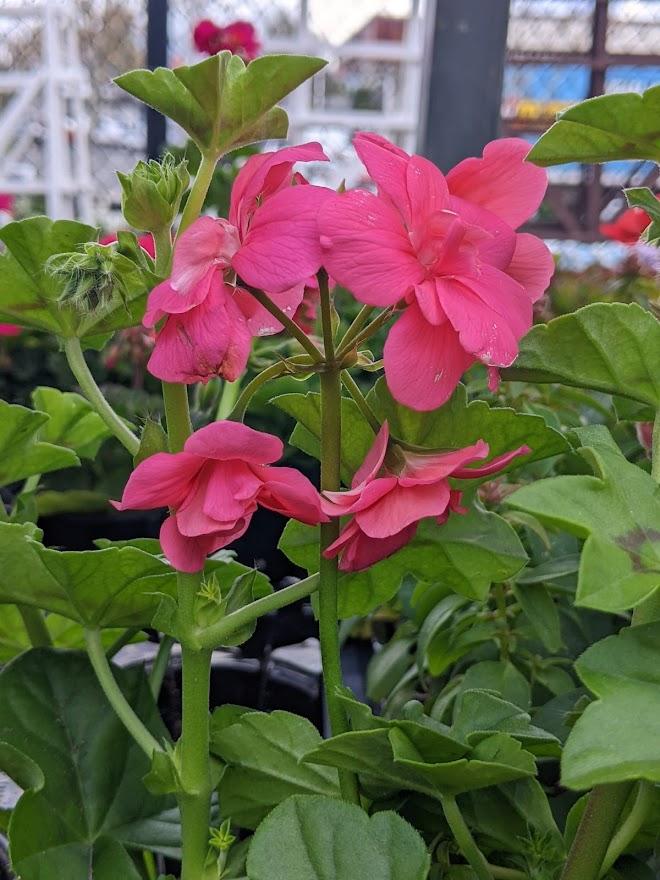 Ivy Geranium (Pelargonium peltatum Precision™ Pink Flamingo) in the ...